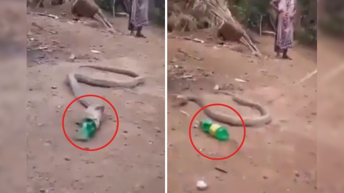 Watch: Video of Snake Throwing Up Plastic Bottle Shows That We're ...