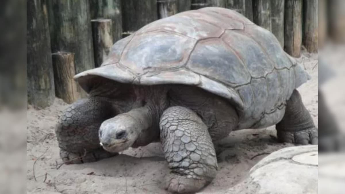 This 100-Year-Old Tortoise Reproduced So Much He Ended up Saving His ...