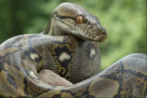 Six Pythons Rescued from Abandoned Pipe in Odisha, and the Longest One ...