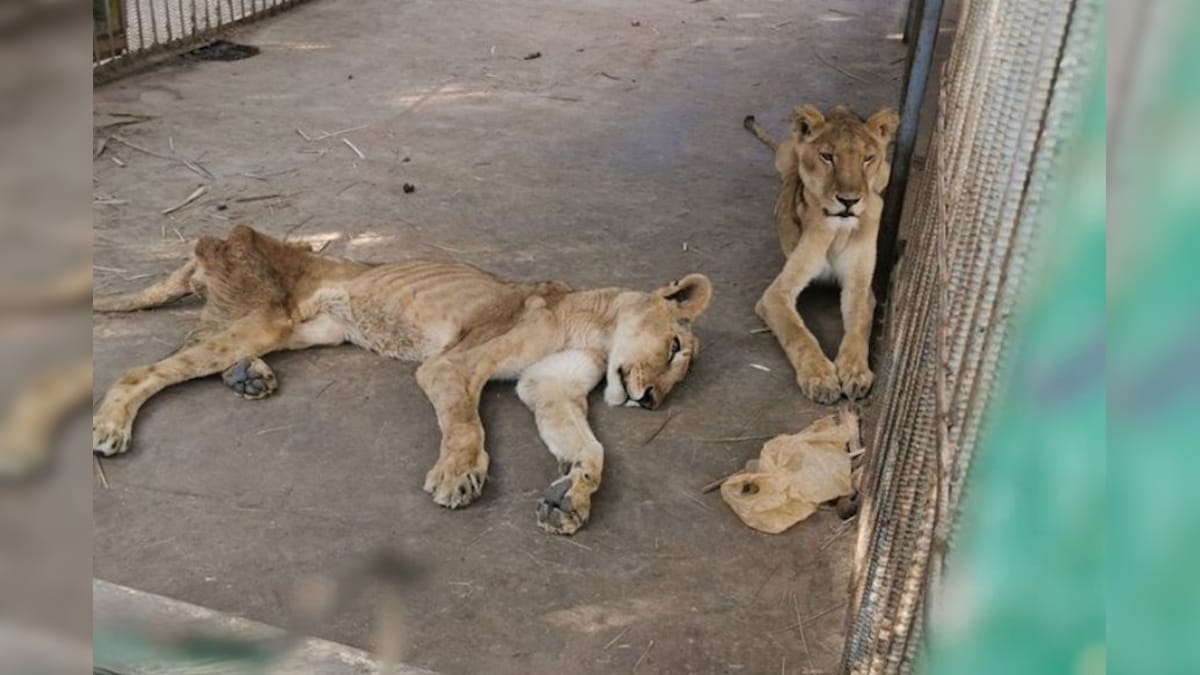 Horrifying Photos of Malnourished Lions at Sudan Zoo Cause Global ...