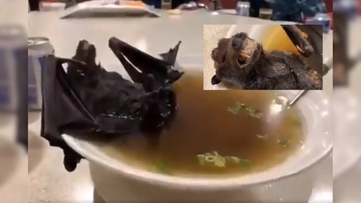 Video of Chinese Woman Munching on Cooked Bat Has Given Twitter a ...