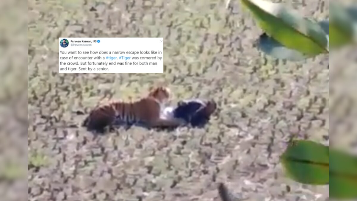 WATCH: Maharashtra Man Escapes from the Paws of Death, Spine-chilling ...