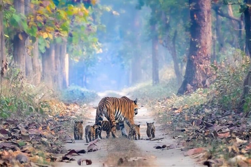 'A Magical Picture': Viral Image of Tigress with Her Five Cubs Is ...