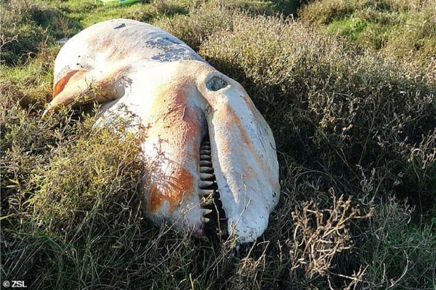 First in 20 Years Killer Whale's Corpse with Plastic in Stomach Washes ...