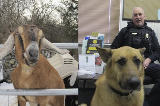 A Dog and a Goat are Competing to Be Honorary Mayor in this US Town