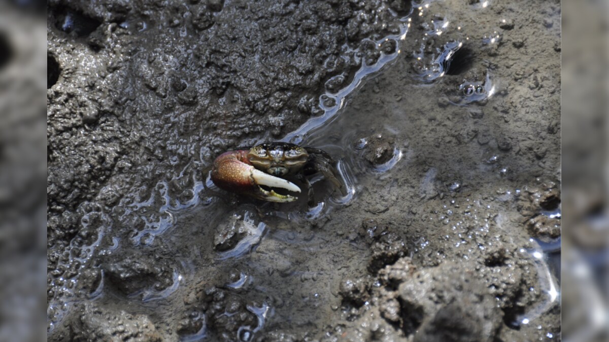 Humans Have Turned the Oceans So Acidic That it's Dissolving Crab ...