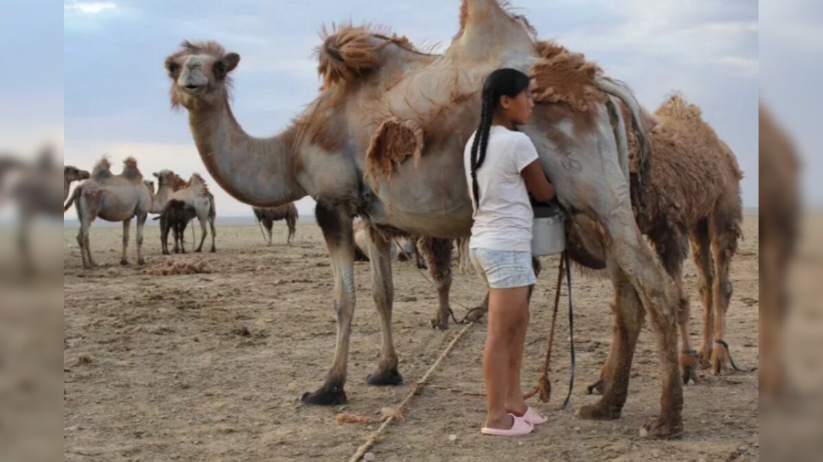 US Woman Sues Travel Company After Falling off Camel During a Tour