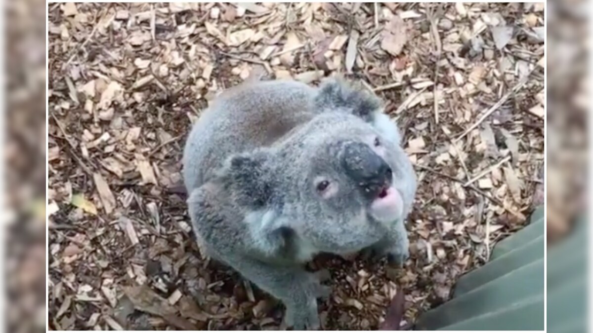 'Not Cute Anymore': Video Capturing Koala Bear's Actual Voice is ...