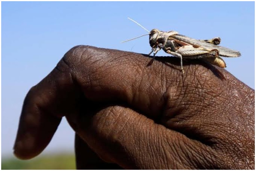Not Just Locusts, These Deadly Bugs Are Equally Harmful to Crop Yield ...