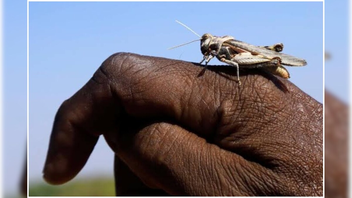 Pulling All-Nighters and Beating Vessels: Locust Invasion Has Rajasthan ...