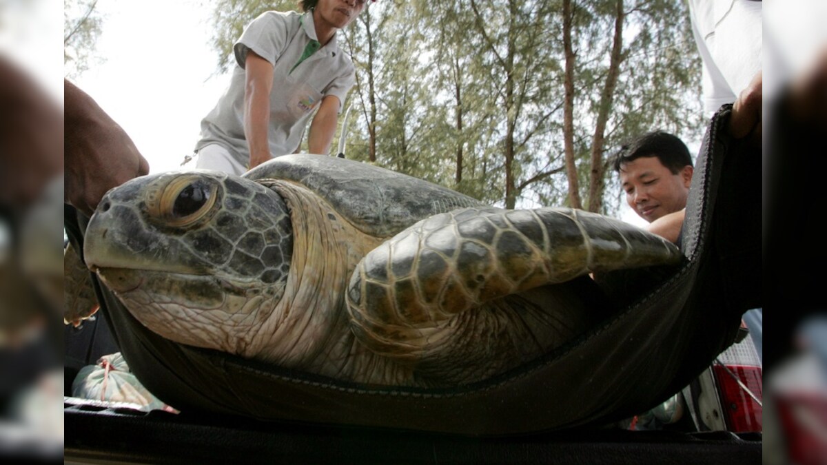Hundreds of Rare Green Turtles Found Dead on Beaches of Mexico, Killed ...