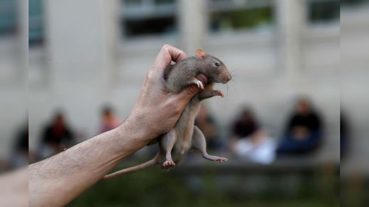 Parasite in Rat Brains That Make Them Immune To Fear Can Also Infect Humans