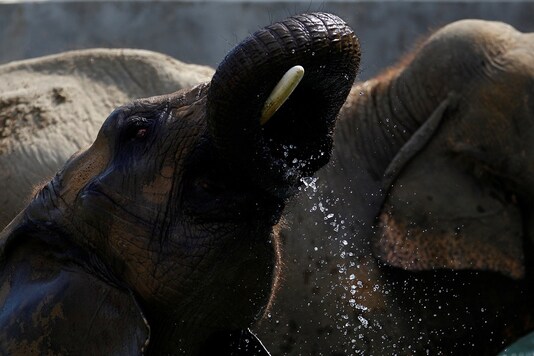 Govt Warned of Another Covid-like Zoonotic Disease from Elephants
