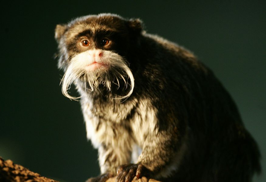 10 Bizarre Looking Monkeys You Won't Believe Actually Exist - News18