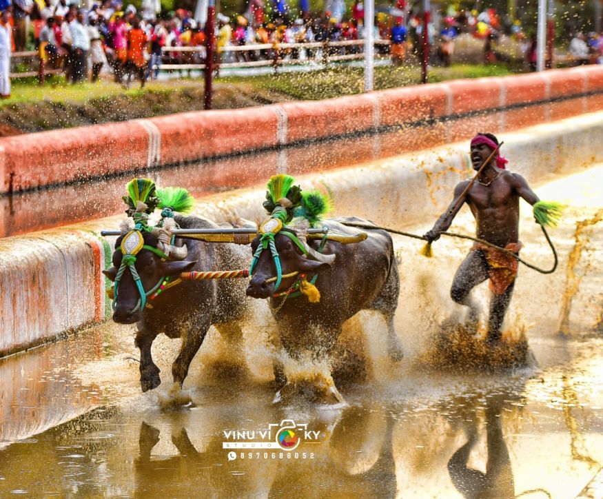 Photo Feature - Kambala (Buffalo Race) An Ancient Sport of Coastal ...