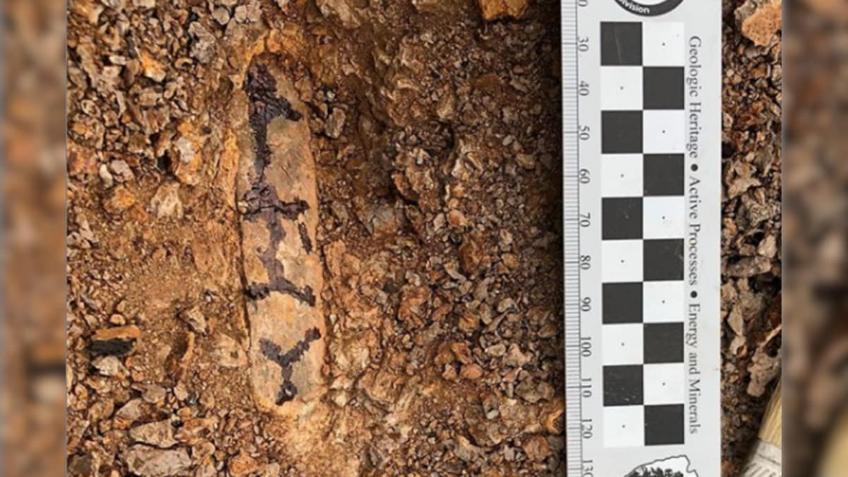 Scientists Found a 330-Million-Year-Old Shark Head Inside a Cave With ...