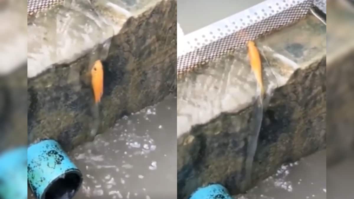 Fishy Reddit Video Shows Fish Swimming Against Stream and Climbing a ...