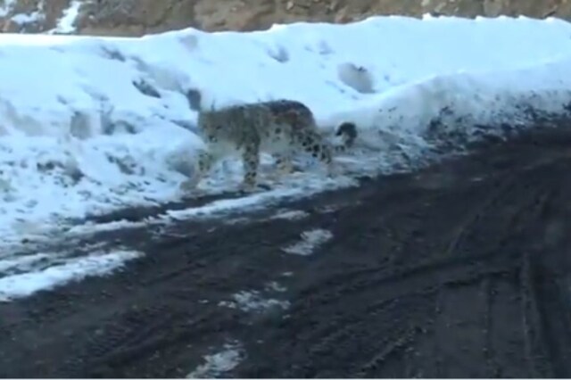 Watch: Video of Rare Snow Leopard Spotted in Spiti Valley Goes Viral ...