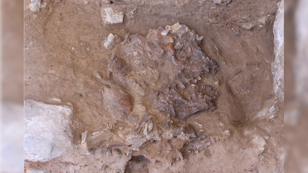 Did Neanderthals Bury their Dead With Flowers? Iraqi Cave Unearths ...