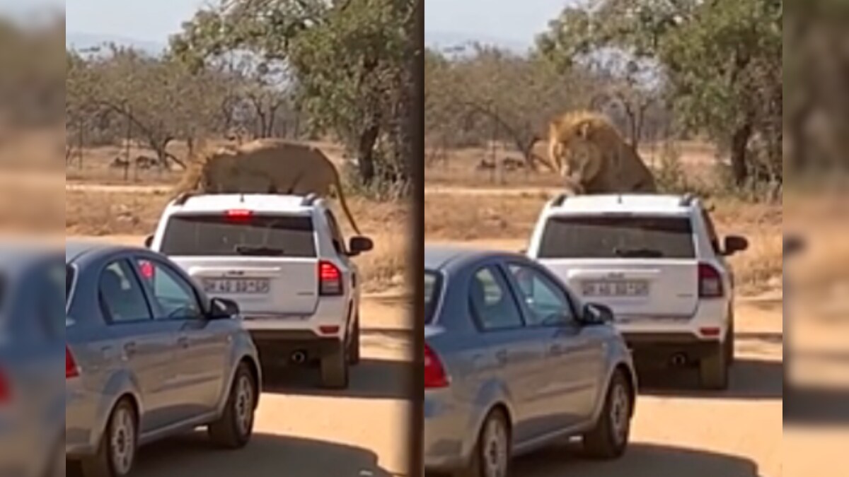 Hair-raising Video of Lion Climbing Atop Car Full of Tourists on Jungle ...
