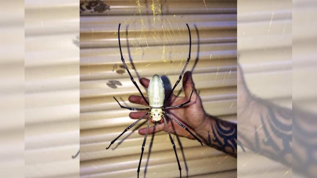 A Giant Golden Orb-Weaving Spider Spotted in Queensland Will Make Your ...