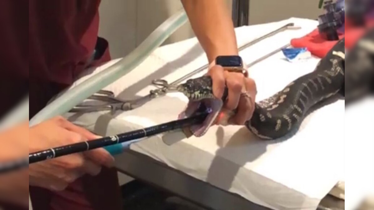 Vets Rescue Monty the Python After it Swallowed a Beach Towel - News18