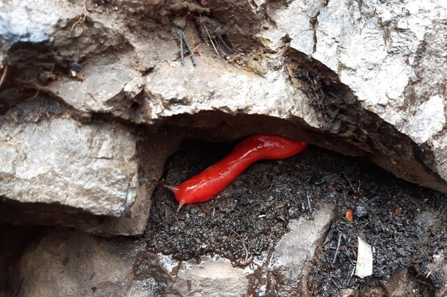 How a Rare Species of Pink Slugs Managed to Survive The Australia ...