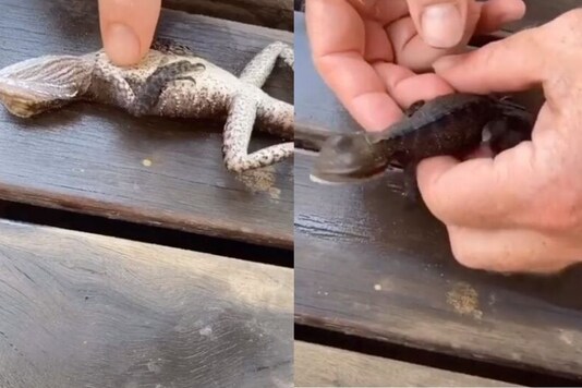 Watch: Rescuers Use CPR to Bring a Lizard Back to Life after It Drowned ...
