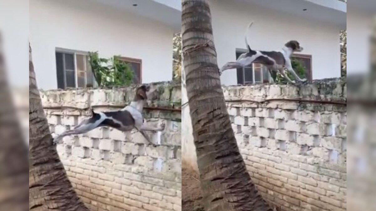 Harsh Goenka Compares This 'Snoopy' Dog with Neighbours in Hilarious ...