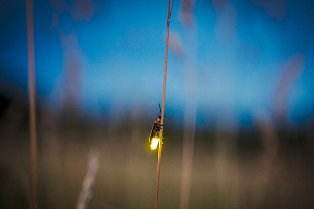 Artificial Lighting Created By Humans is Leading Fireflies to ...