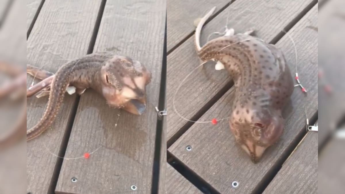 Scientists Have Finally Cracked the Mystery of Strange, Slimy Creature ...