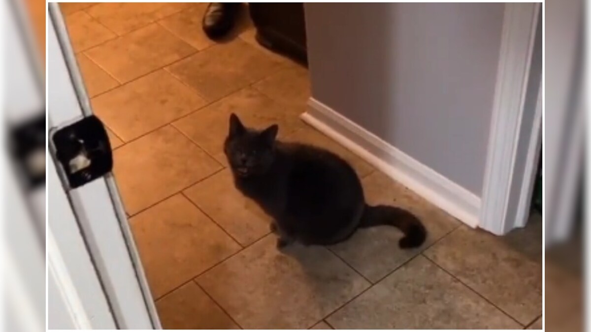 Internet Freaks Out after Pet Cat's 'Meow' Sounds Like 'Are You Coming ...