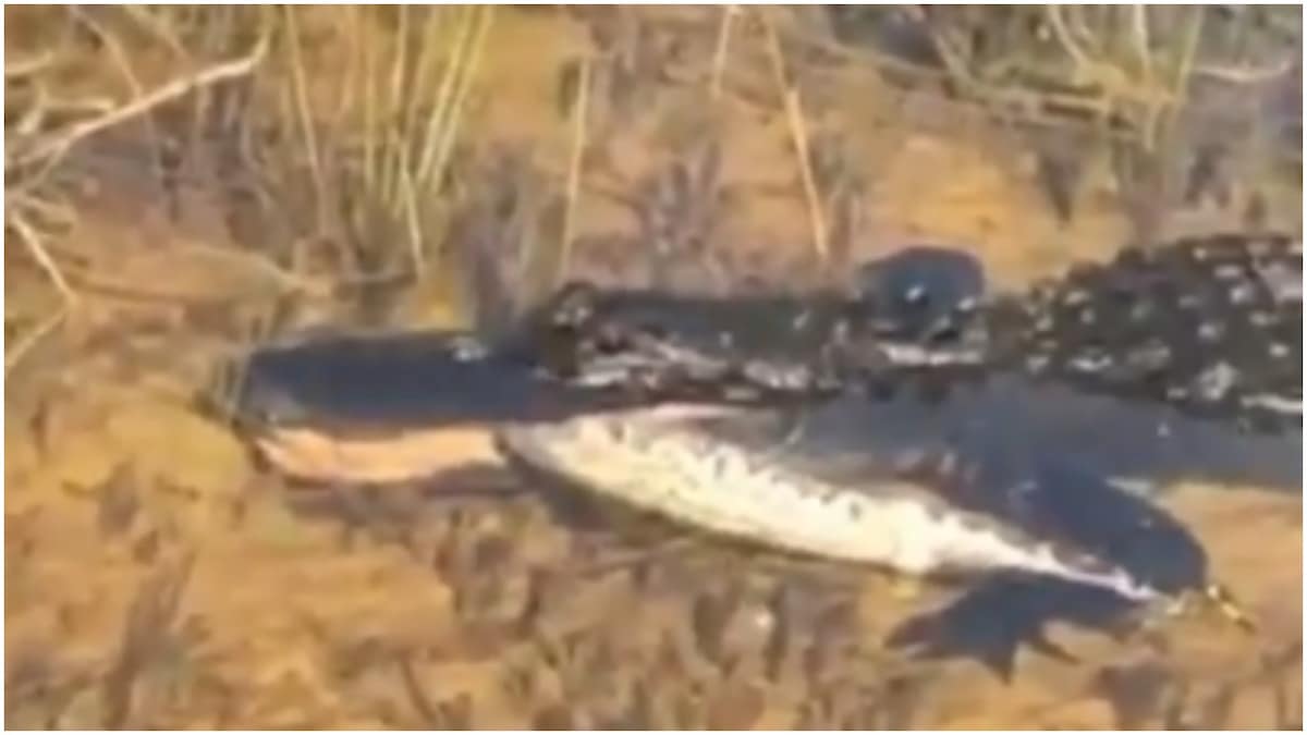 Watch: Florida Alligator Devours Burmese Python and Internet is Stunned ...