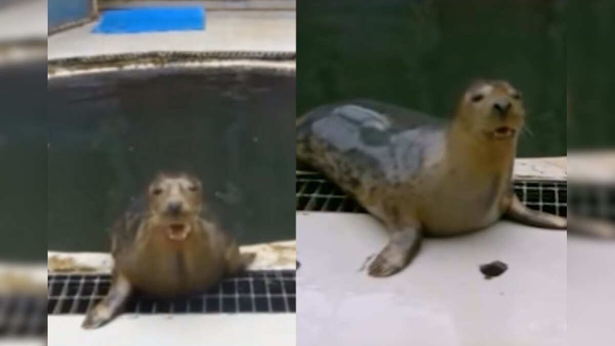 Round of Applause: Grey Seals Clap to Communicate, Attract Potential ...