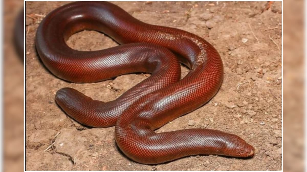 Shrouded in Superstition, Three Red Sand Boa Snakes Worth Rs 2 Crore ...