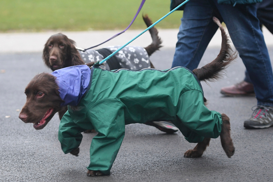 Crufts 2020: The World's Greatest Dog Show in Pictures - News18