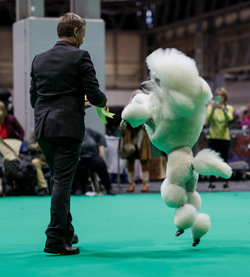 Crufts 2020: The World's Greatest Dog Show in Pictures - News18