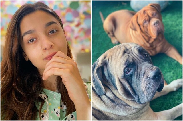 Alia Bhatt Shows Off Pet Photography Skills with Pics of Her Cat and ...