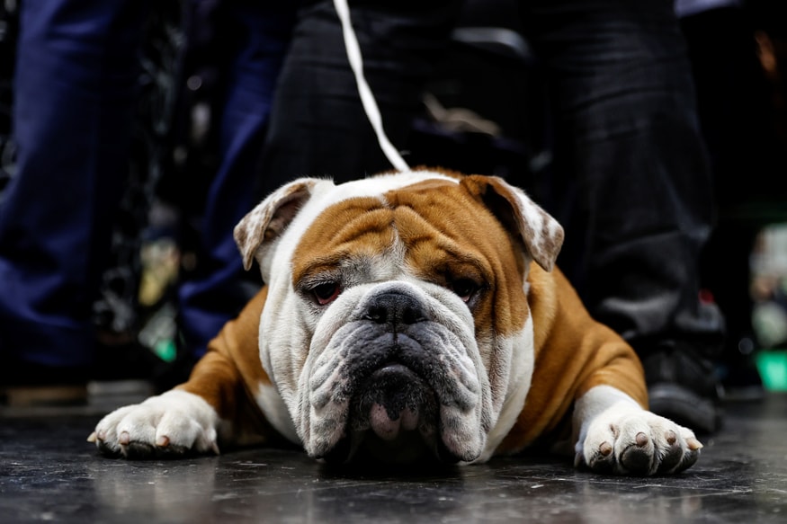 Crufts 2020: The World's Greatest Dog Show in Pictures - News18