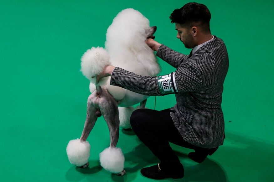 Crufts 2020: The World's Greatest Dog Show in Pictures - News18