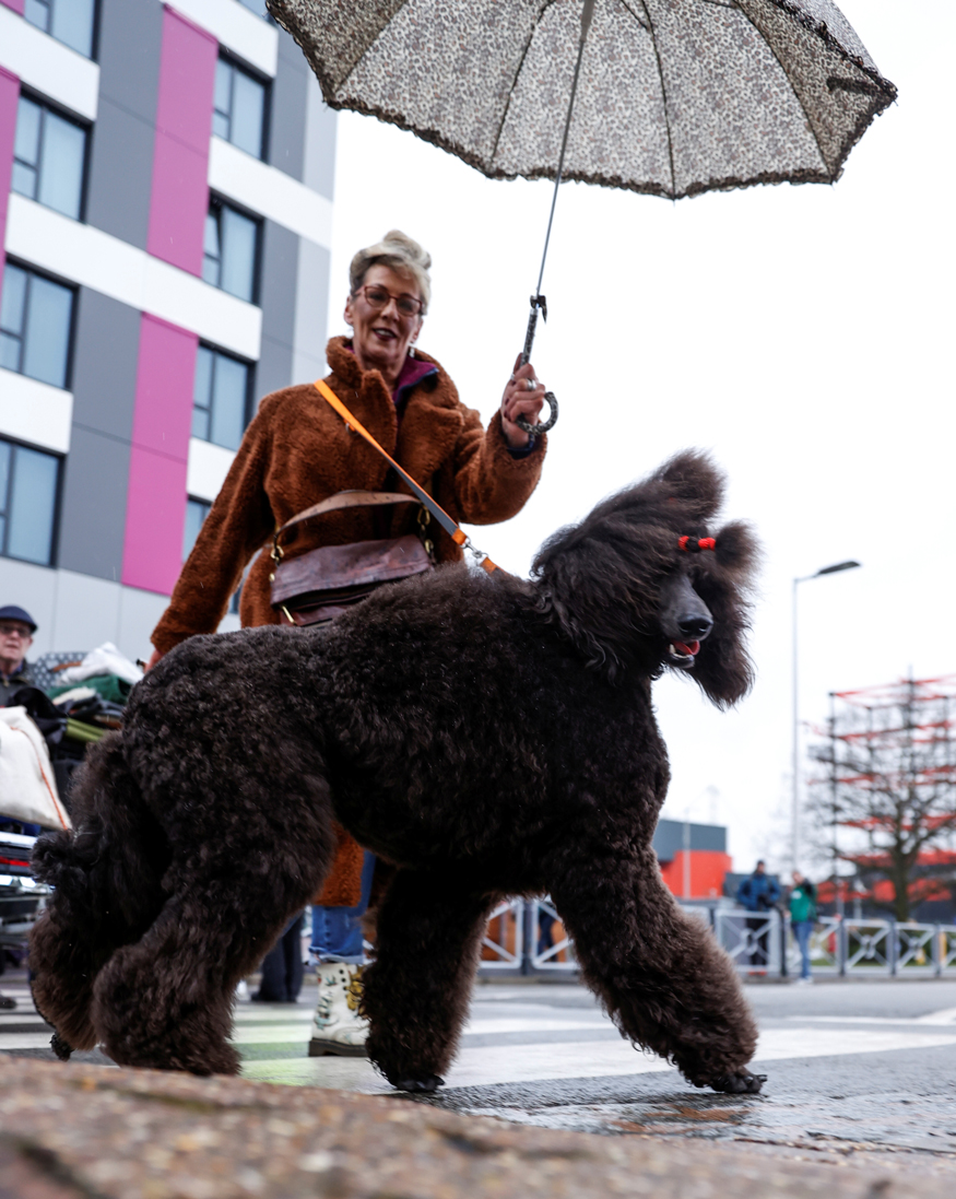 Crufts 2020: The World's Greatest Dog Show in Pictures - News18