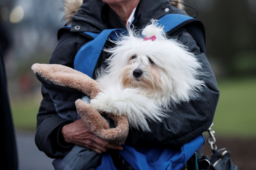 Crufts 2020: The World's Greatest Dog Show in Pictures - News18