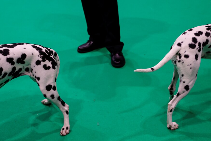 Crufts 2020: The World's Greatest Dog Show in Pictures - News18