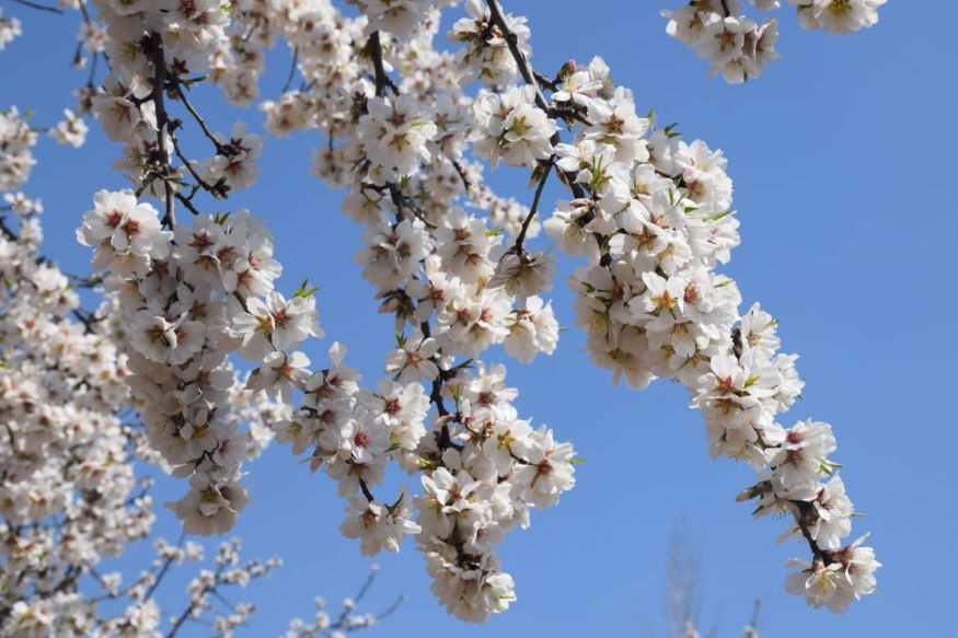 Kashmir Beauty At Its Peak as Almond Blossom in Pulwama