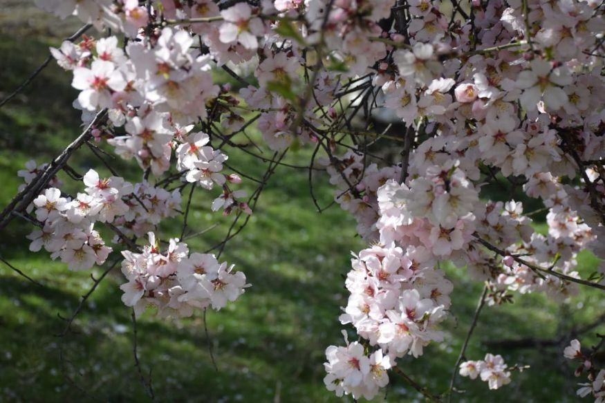 Kashmir Beauty At Its Peak as Almond Blossom in Pulwama