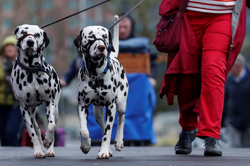 Crufts 2020: The World's Greatest Dog Show in Pictures - News18