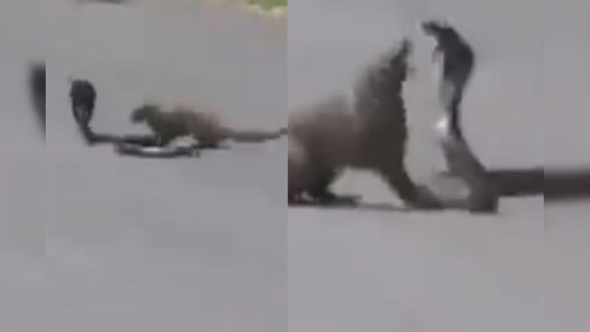 Watch: This Fight between Mongoose and Cobra in Middle of a Road Will ...