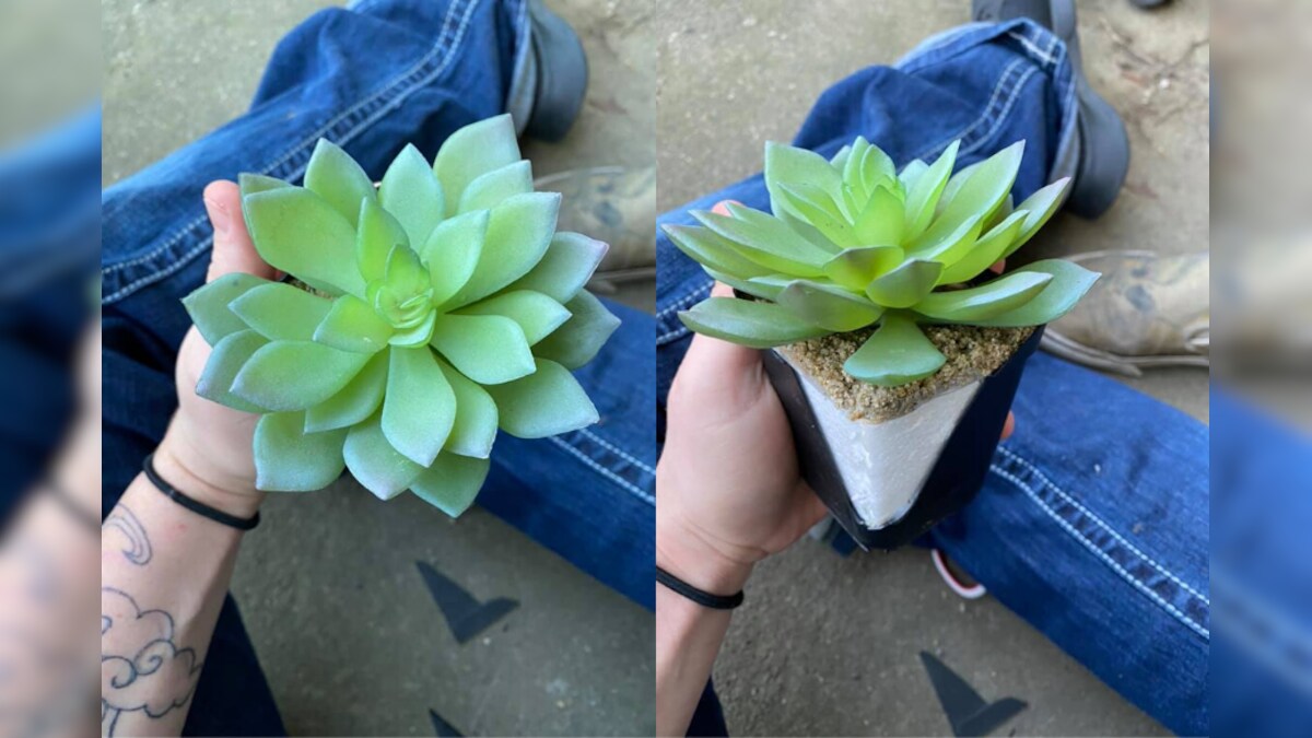 You Grow, Girl! A Plant Lover Watered Her Succulent for Two Years ...