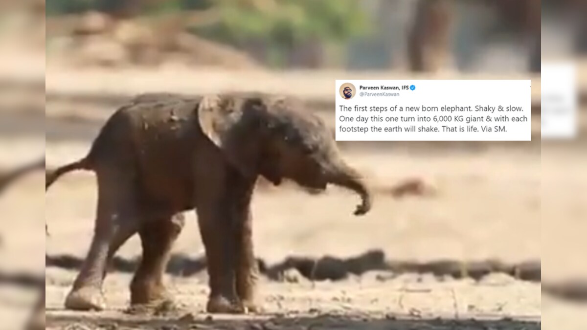 WATCH: Adorable Video of Baby Elephant Taking its First Steps Has ...