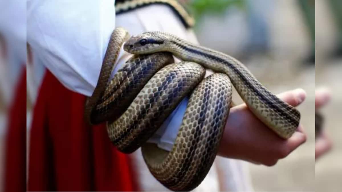 Here's What an Australian Woman Did After Finding a Live Snake in Bag ...